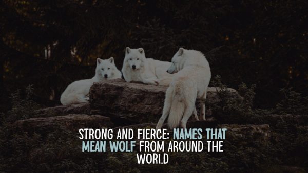 190+ Powerful Names That Mean Wolf – Explore Wolf-Inspired Names - The ...