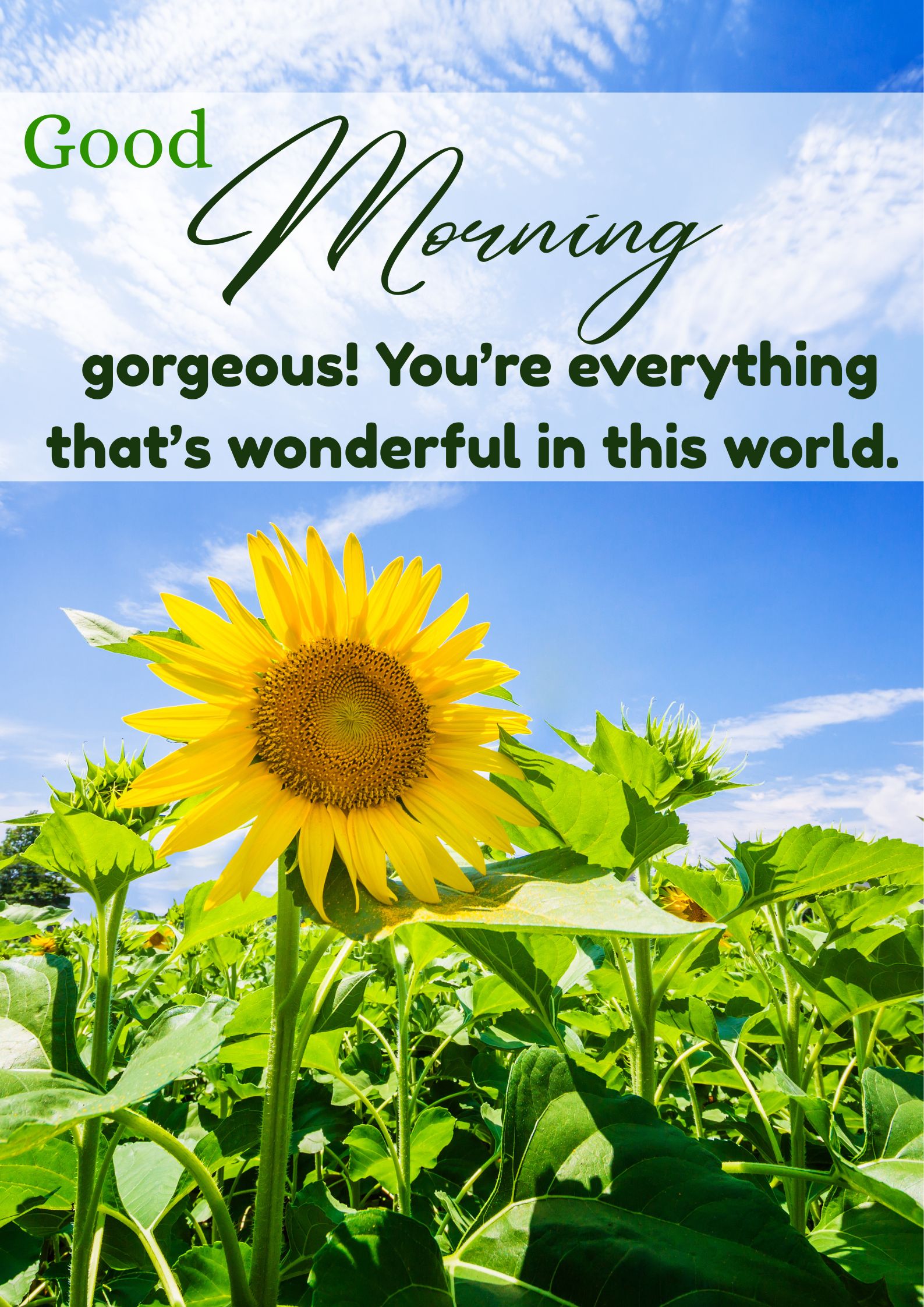 445+ Good Morning Spiritual Quotes to Start Your Day with Positivity ...