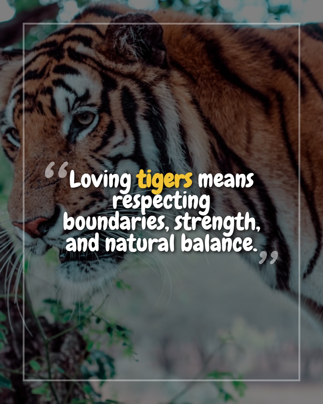 295+ Tiger Quotes About Strength and Courage - The Victor Mind